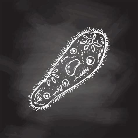 Vector Hand Drawn School Illustration Detailed Retro Style Infusoria