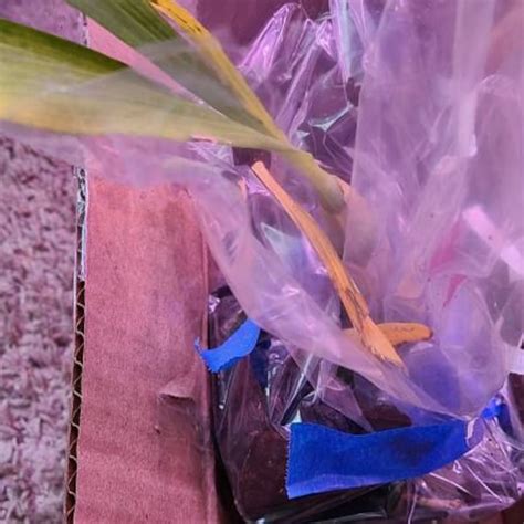 Double Rose Pikake Hawaiian Pronunciation Of Peacock A Sweet Smelling