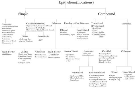 Epithelium Tissue Classification