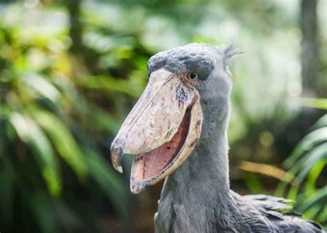 Amazing African Shoebill 14 M High Has A Wingspan Of More Than 25 M