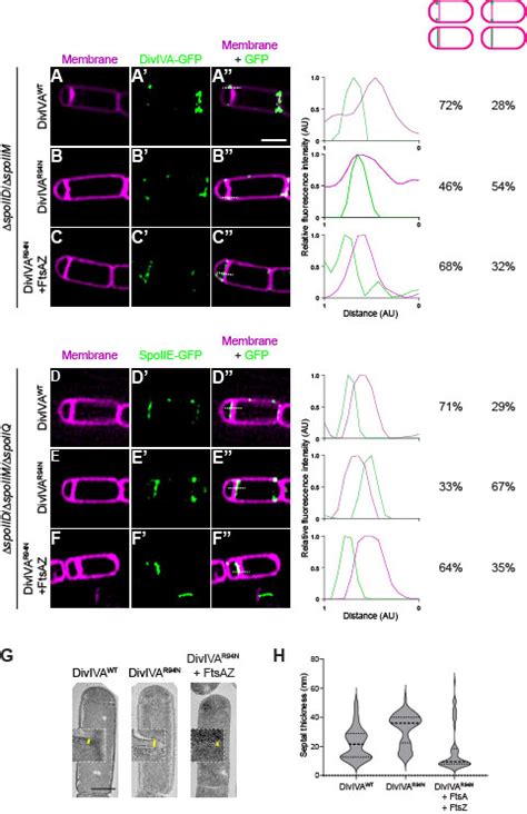 a second copy of ftsaz restores mother cell biased localization of