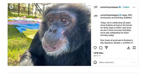 Exclusive Michael Jacksons Chimp Bubbles Lives Quiet Life After Fame