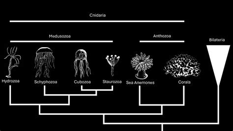 Hydra And Other Cnidarians