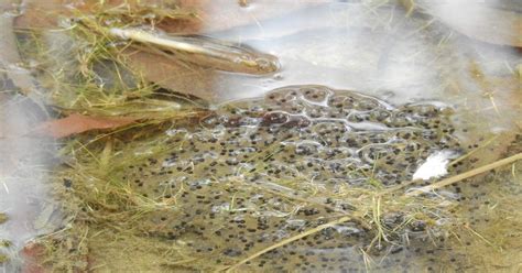호르릉 호르릉…청주서 겨울잠 깬 큰산개구리 산란 시작