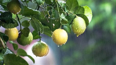 Climatic Effects On Flowering Fruit Set And Quality Of Citrus A Review Firstfruits