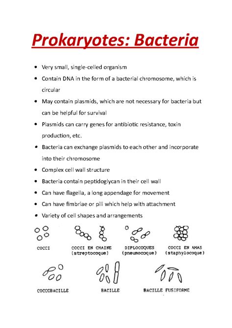 Prokaryotes Bacteria Prokaryotes Bacteria Very Small Single Celled Organism Contain Dna In