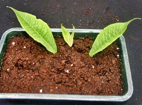 Propagating Nodal Cuttings