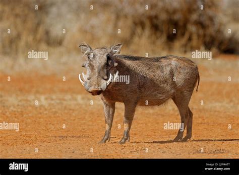 A Warthog Phacochoerus Africanus In Natural Habitat Mokala National