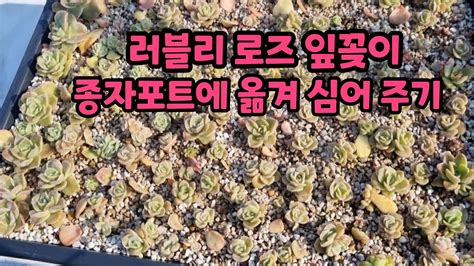 러블리 로즈 잎꽂이 종자 포트에 옮겨 심기succulents 多肉植物 Youtube
