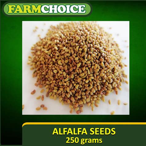 Organic Alfalfa Seeds For Microgreens And Sprouts 250grams