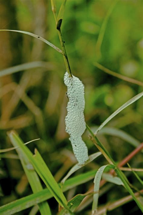 Spittlebug Control Bugspray Pest Control And Treatments