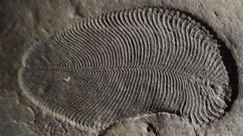 Oldest Known Animal Fossil Dickinsonia Revealed By Scientists