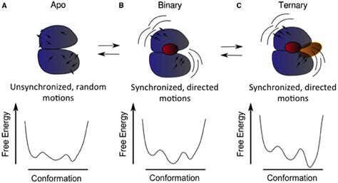Schematic Of Structural And Dynamic Coupling Between Different Download Scientific Diagram