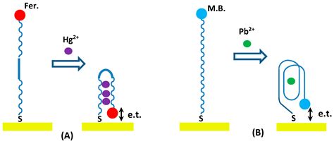 Development Of Novel And Highly Specific Ssdna Aptamer Based