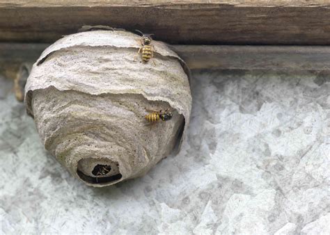 Types Of Bee Nests