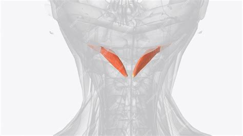 Premium Photo The Rectus Capitis Posterior Major Is A Suboccipital
