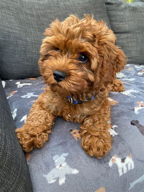 Before And After Peanut Is 2 Cavapoo