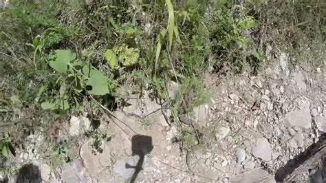 მსუქანი გველგესლა რკონში Youtube