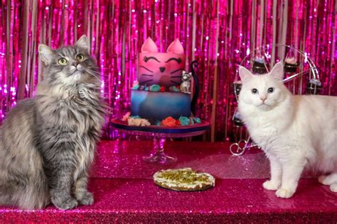 Throwing The Ultimate Birthday Party For Cats She Might Be Loved