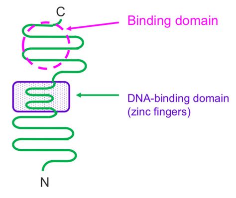Receptor Effector Coupling Flashcards Quizlet
