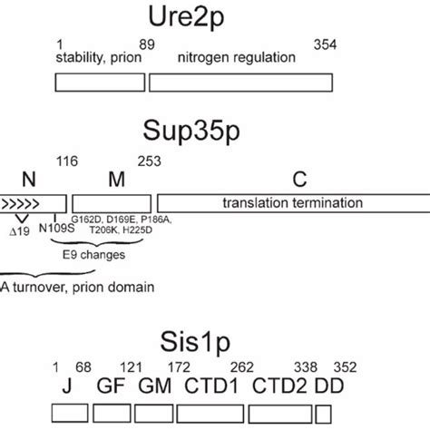 The Protein Domains The Domains Of Prion Forming Proteins Ure2p And Download Scientific