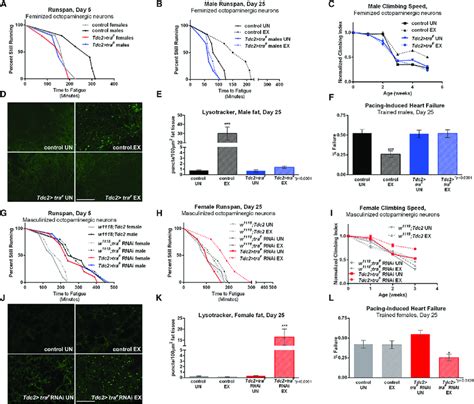 Octopaminergic Neurons Mediate Sex Specific Exercise Adaptations A Download Scientific