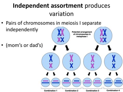 What Is Random Assortment Meiosis At Eugene Mash Blog