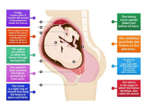 Pregnancy And The Functions Of The Womb Labelled Diagram