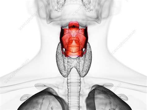 Human Larynx Illustration Stock Image F038 2146 Science Photo Library