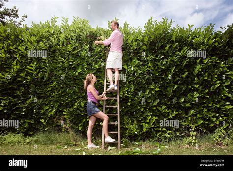 Hedge Trimming Ladder Hi Res Stock Photography And Images Alamy