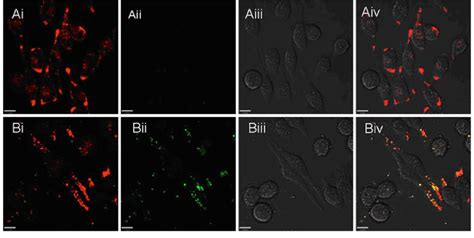 Direct Observation Of The Cellular Localization And Distribution Of