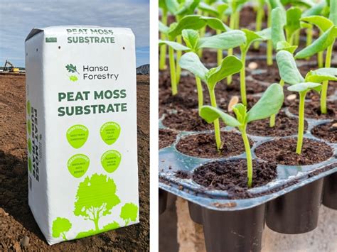 The Perfect Seedling Substrates Chapter1 White And Black Peat
