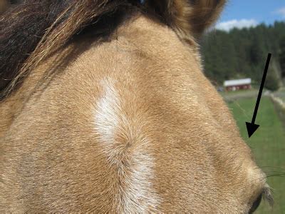 Equine Masterpiece Anatomy Horns