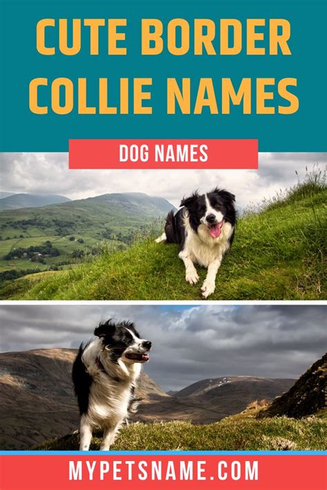 Cute Border Collie Names Border Collie Names Dog Names Border Collie