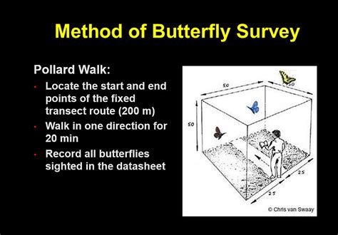 Butterflies Of Singapore Nparks Butterfly Count 2015