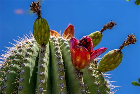 What Cactus Is Edible