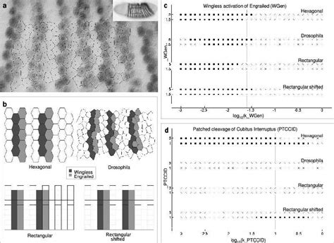 Segment Polarization In Different Cellular Lattices Download