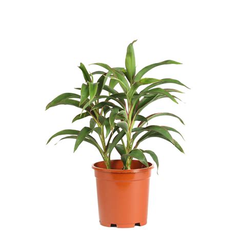 Mike Flora Cordyline Terminalis Cv ‘white Edge