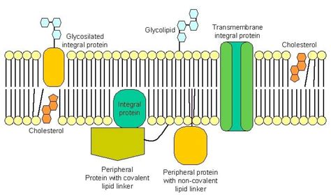 Peripheral Proteins