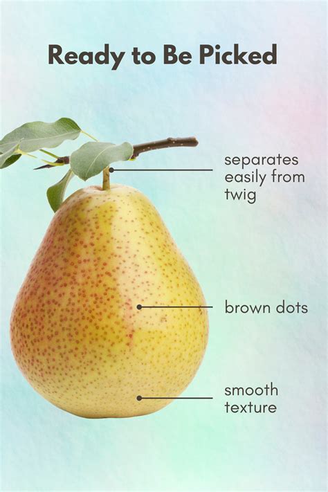 Harvest A Pear At The Right Time Mehrabyan Nursery