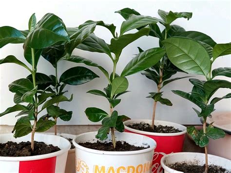 ყავითსიამაყე ყავისხე არაბიკა ყავისნერგები გაზრდილიასაქართველოში Coffea Arabicas