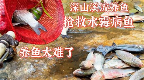 深山溪流养鱼第五天，按照网友意见抢救鲫鱼。终于迎来希望的曙光 Youtube