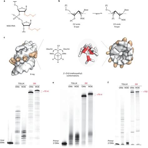 Site Specific Rna Endonuclease Catalysts Composed Of 2′ome Rna A