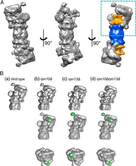 A Three Dimensional Structure Of The 26s Proteasome From S Download Scientific Diagram