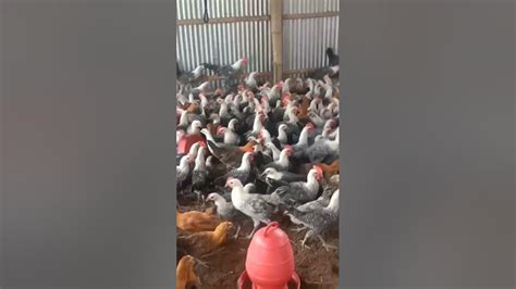 ০৩ মাস বয়সী মিশরীয় ফাউমি প্রতি পিস ২৬০ ডিমের জন্য প্রস্তুত করা Faumimurgi Youtube