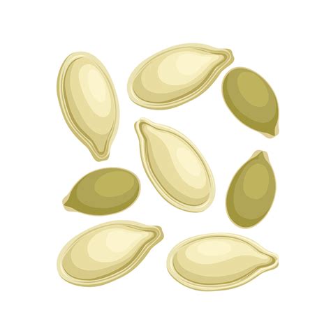 Vector Illustration Pumpkin Seeds Isolated On White Background