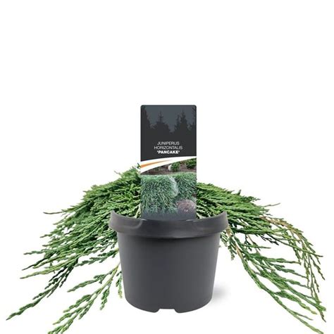 Juniperus Horizontalis Pancake — Plant Wholesale Floraccess