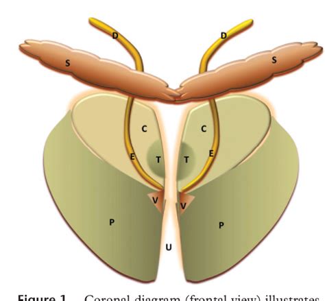 Structure Of Prostatic Utricle Semantic Scholar