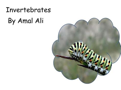 Invertebrates Class Ppt Ppt