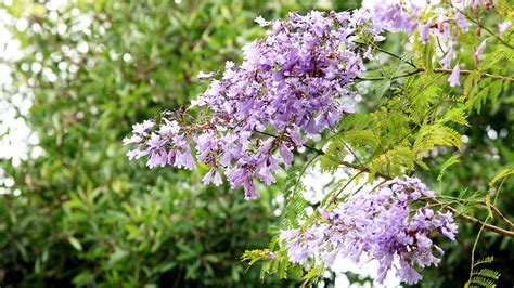 Jacaranda Mimosifolia